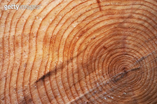 Spruce Tree Cross Section 이미지 (1128470385) - 게티이미지뱅크