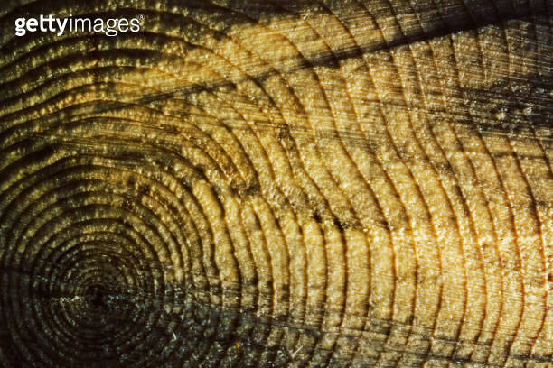 Spruce Tree Cross Section (1129012563) - 게티이미지뱅크