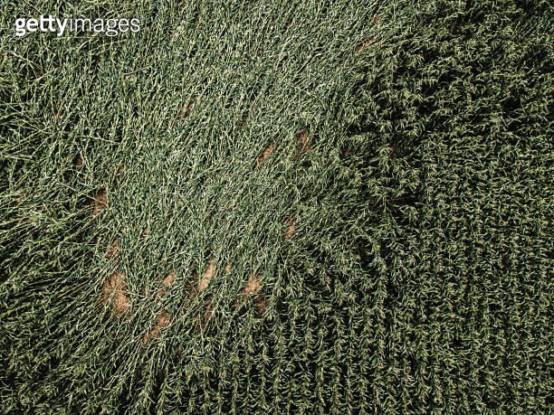 Corn Crop Damage (1174236086) - 게티이미지뱅크