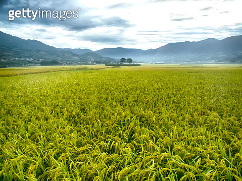 Husband and Wife Tree in Akyang Rice Paddy Field, Hadong ...