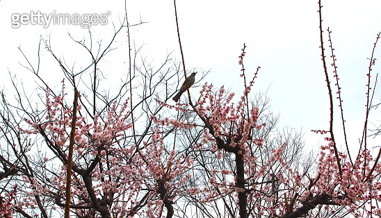 Apricot Blooming with Bird in Spring, Haeundae, Busan, South Korea ...
