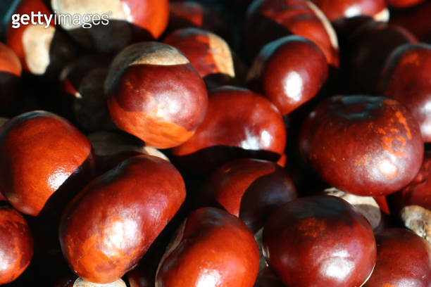 Image of piles of conkers, shiny ripe brown conker nuts seed in autumn ...