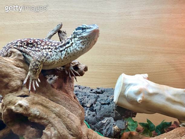 Image of Ackies dwarf monitor lizard (Varanus acanthurus) warming under ...
