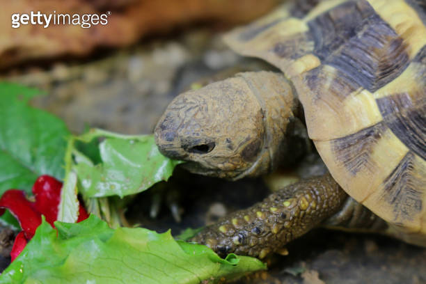 Image of hungry young baby Russian Horsefield diet / Hermann's tortoise ...