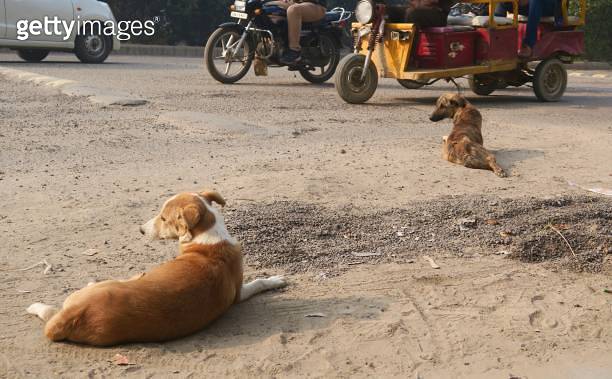 Image of wild stray dogs on dusty road in India, watching traffic ...