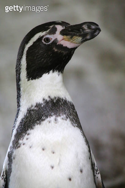 Image of wild Humboldt penguin flightless sea birds (Spheniscus ...