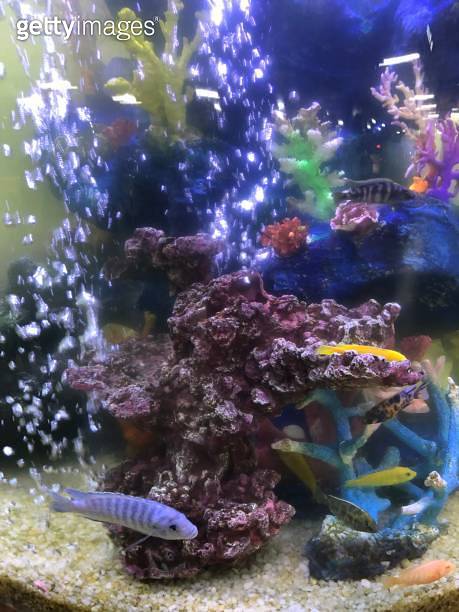 Image of dirty cylinder round aquarium needing cleaning, dirty bowfront ...