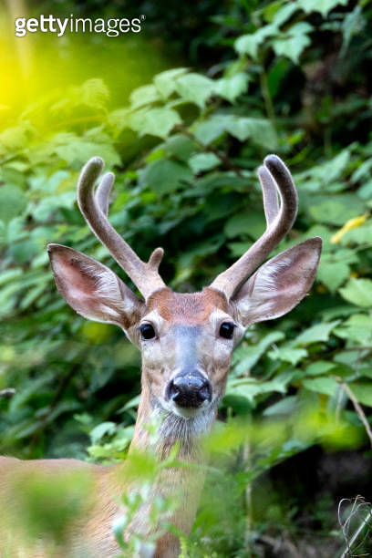 White tail Buck 이미지 (1164753466) - 게티이미지뱅크