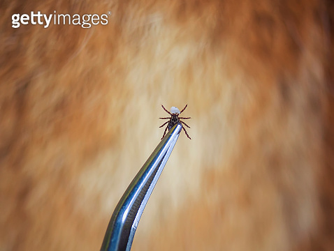 dangerous infectious insect mite was extracted with a metal tool with ...
