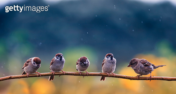 little funny birds sparrows are standing on a branch in the spring ...