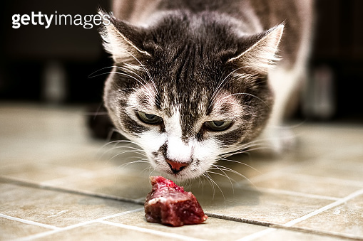 The cat carefully sniffs a piece of raw meat on the floor. 이미지 ...