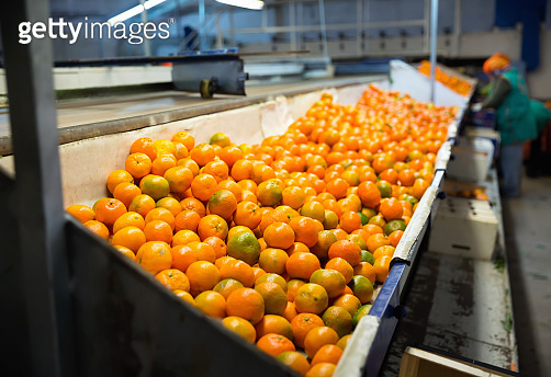 Industrial production sorting line of citrus fruits in packing plant ...