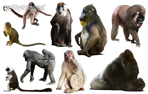 primates isolated on white 이미지 (1149495028) - 게티이미지뱅크