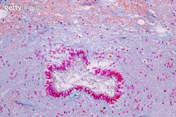 Education anatomy and Histological sample Spinal cord Tissue under the ...