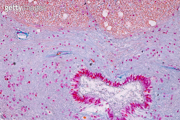 Education anatomy and Histological sample Spinal cord Tissue under the ...