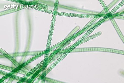 Study of Oscillatoria is a genus of filamentous cyanobacterium ...