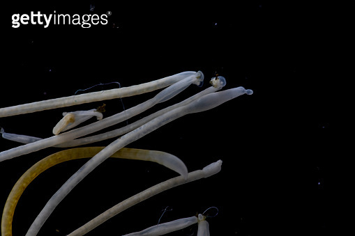 The study of Acanthocephala is a phylum of parasitic worms known as ...