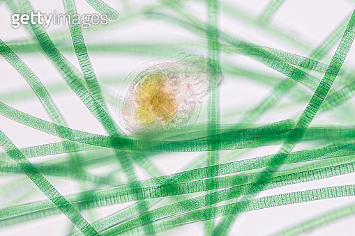 Study of Oscillatoria is a genus of filamentous cyanobacterium ...