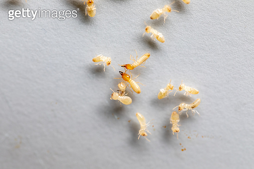 Close up of Coptotermes sp. is a genus of termites in the family ...