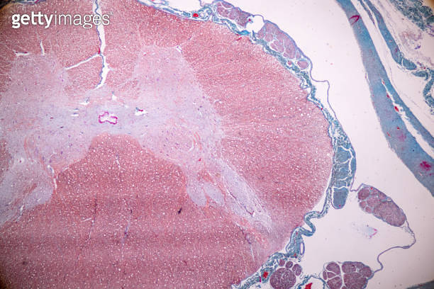 Education anatomy and Histological sample Spinal cord Tissue under the ...