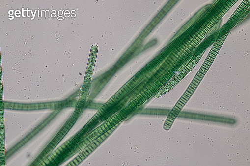 Study of Oscillatoria is a genus of filamentous cyanobacterium ...