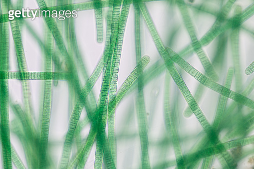 Study of Oscillatoria is a genus of filamentous cyanobacterium ...