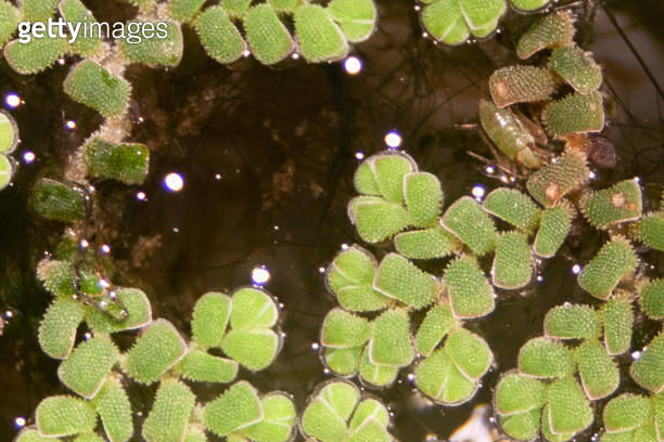 Study of Mosquito fern(genus Azolla) is species of aquatic ferns under ...