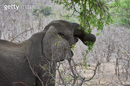 Elephant picks leaves from tree with trunk to eat in Kruger National ...