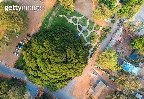 Aerial photo of Giant Monkey Pod Tree (Big tree), Tha Muang ...