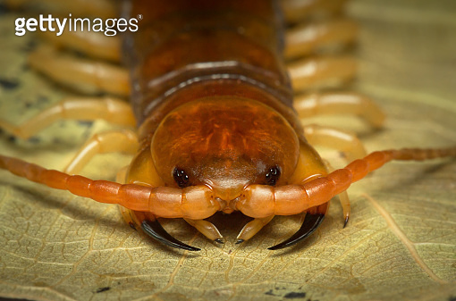 centipede (Scolopendra sp.) sleeping on a mossy tree in tropical ...