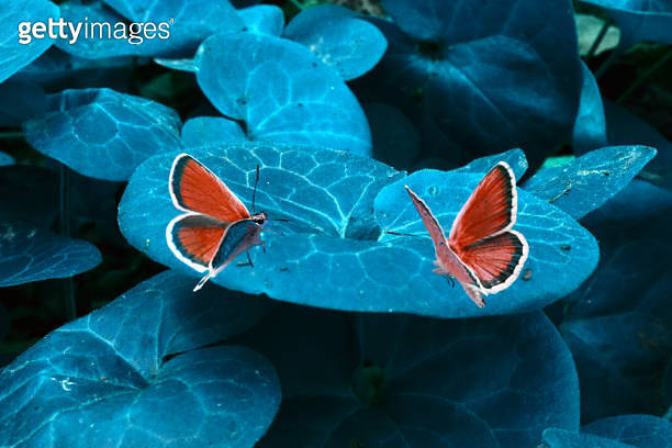 Two beautiful red butterflies a close-up sitting on a large leaf of a ...