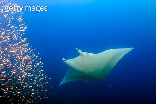 Large Female Oceanic Manta Ray (Manta birostris) swimming through ...