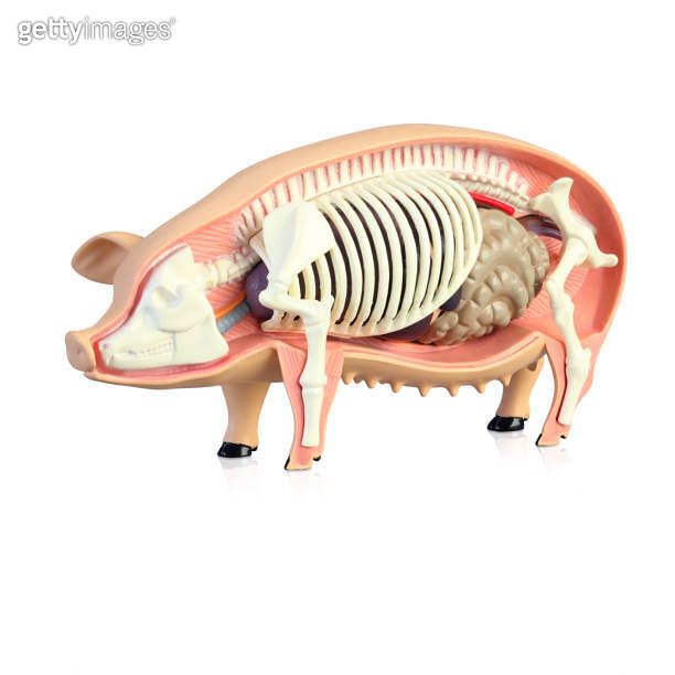 Anatomy of a pig (1138331309) - 게티이미지뱅크