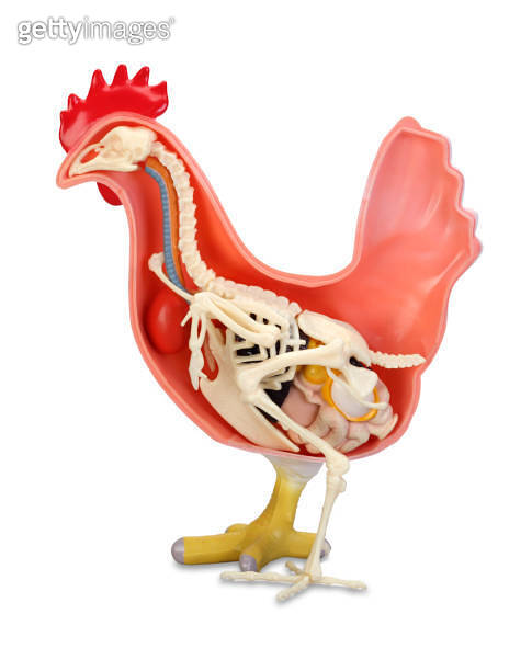Anatomy of a chicken 이미지 (1153979158) - 게티이미지뱅크