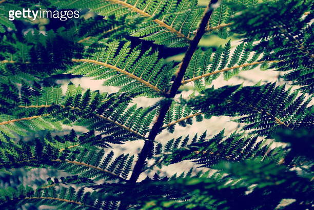 New Zealand Native Cyathea Dealbata (Ponga) Tree Fern (1192612024) - 게티 ...