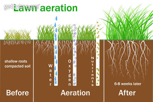 Lawn aeration for active plant growth. Free access of water and air to ...
