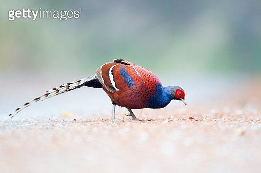 Pheasant bird : Adult male Mrs.Hume's pheasant (Syrmaticus humiae ...