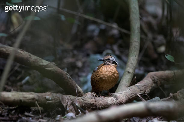 Pitta bird : adult male Eared pitta (Hydrornis phayrel) (1163672825 ...