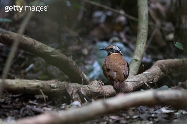 Pitta bird : adult male Eared pitta (Hydrornis phayrel) 이미지 (1163672830 ...