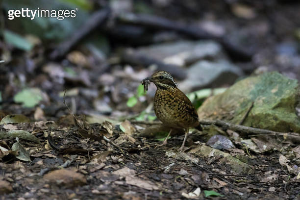 Pitta bird : adult female Eared pitta (Hydrornis phayrel) (1163672867 ...