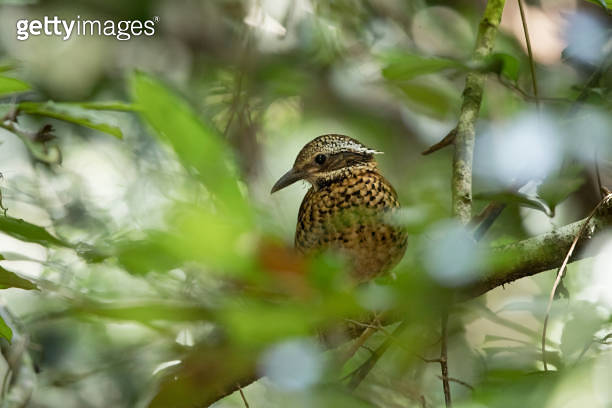 Pitta bird : adult female Eared pitta (Hydrornis phayrel) (1163672847 ...