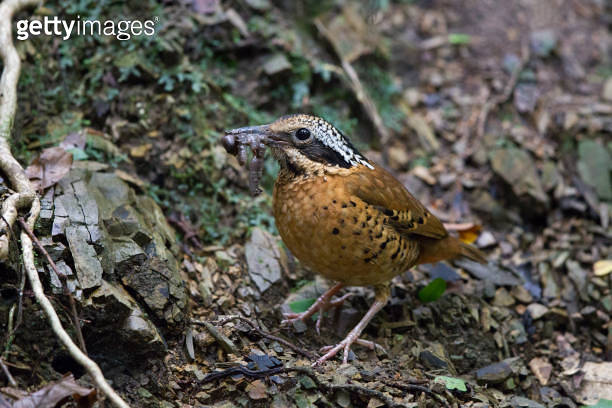 Pitta bird : adult male Eared pitta (Hydrornis phayrel) (1163672922 ...