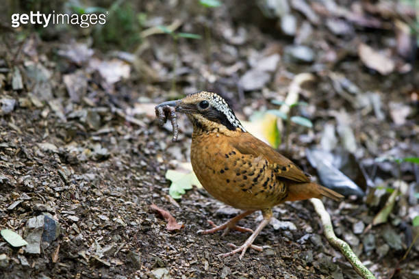Pitta bird : adult male Eared pitta (Hydrornis phayrel) (1163672924 ...
