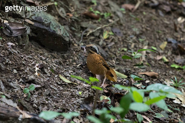 Pitta bird : adult male Eared pitta (Hydrornis phayrel) (1163672870 ...