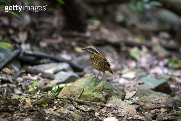 Pitta bird : adult female Eared pitta (Hydrornis phayrel) (1163672843 ...