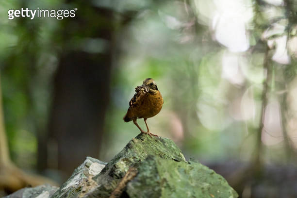Pitta bird : adult male Eared pitta (Hydrornis phayrel) (1163672913 ...