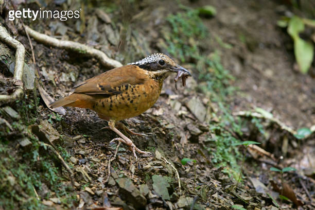 Pitta bird : adult male Eared pitta (Hydrornis phayrel) (1163672871 ...