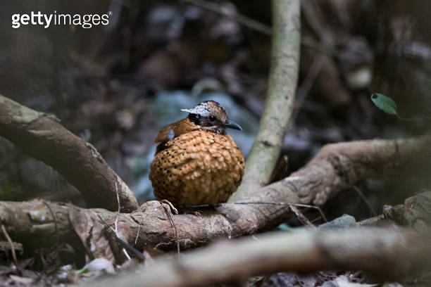 Pitta bird : adult female Eared pitta (Hydrornis phayrel) 이미지 ...
