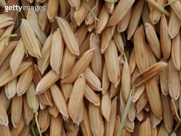 Close up macro rice grains 이미지 (1166636237) - 게티이미지뱅크