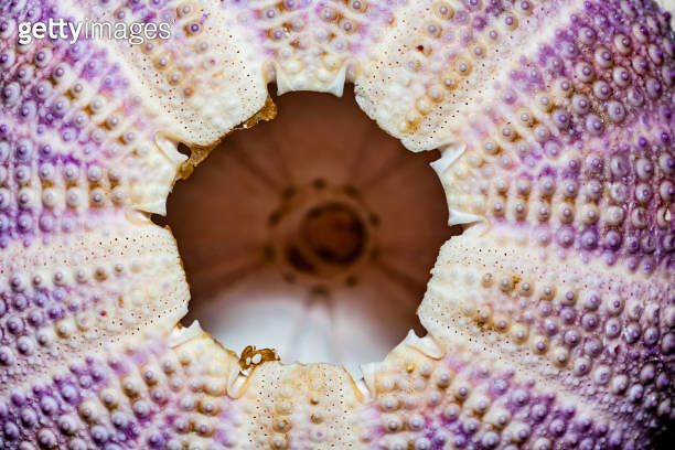 Dead, Still Beautiful! Shell of Purple Sea Urchin Sphaerechinus ...